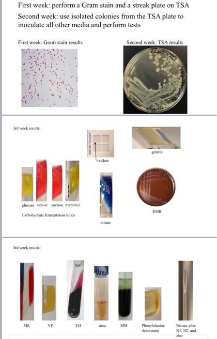 Solved First week: perform a Gram stain and a streak plate | Chegg.com