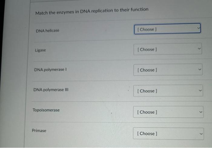 Solved Match the enzymes in DNA replication to their | Chegg.com