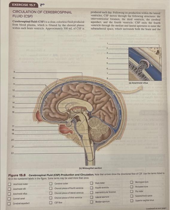 Solved CIRCULATION OF CEREBROSPINAL prodoced each day. | Chegg.com
