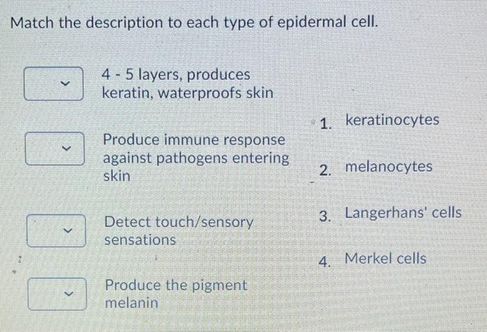 Solved Match the description to each type of epidermal cell. | Chegg.com