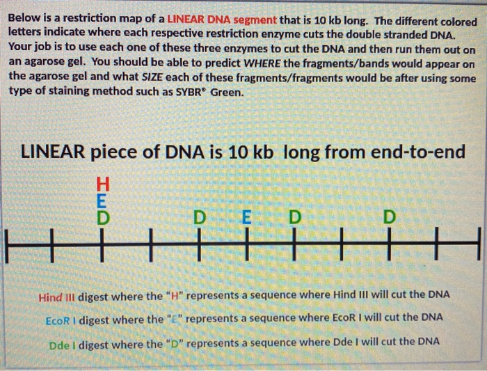 Solved Below is a restriction map of a LINEAR DNA segment | Chegg.com