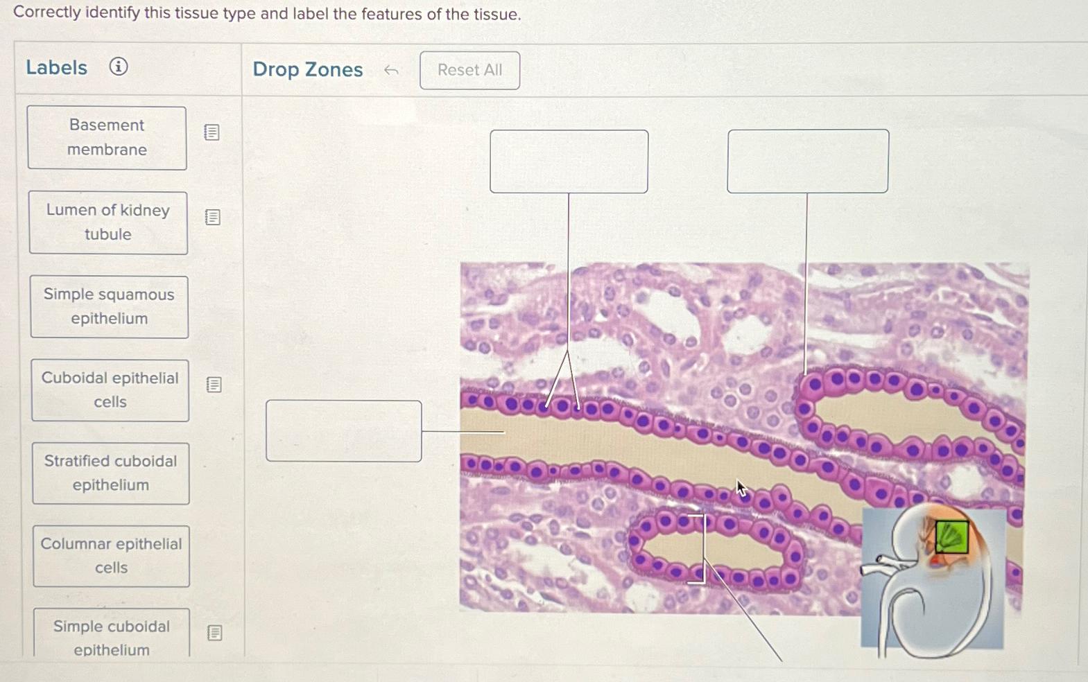 Solved Correctly identify this tissue type and label the | Chegg.com