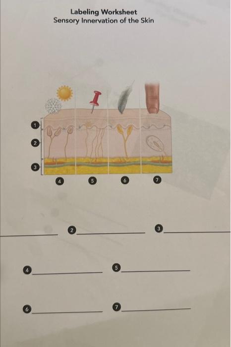 Solved 4 6 1 2 3 Labeling Worksheet Sensory Innervation of | Chegg.com