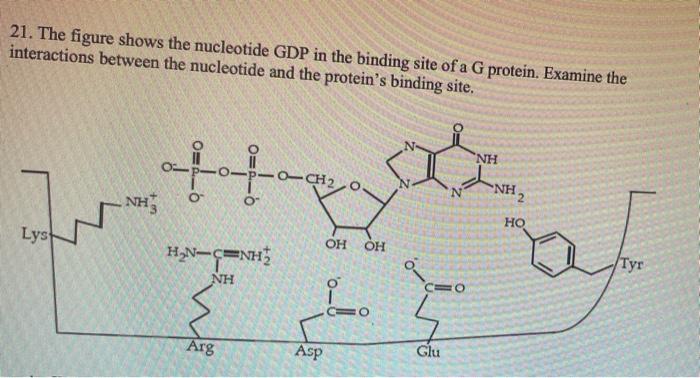 Solved 21. The figure shows the nucleotide GDP in the | Chegg.com
