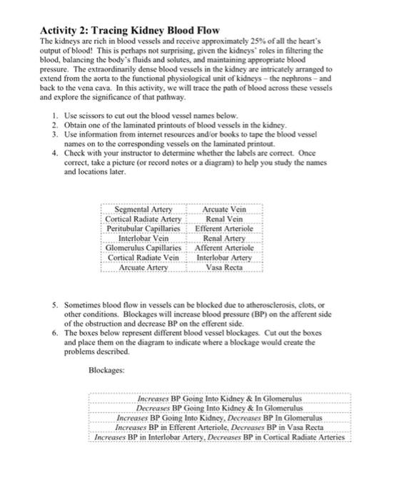 Solved Activity 2: Tracing Kidney Blood Flow The kidneys are | Chegg.com