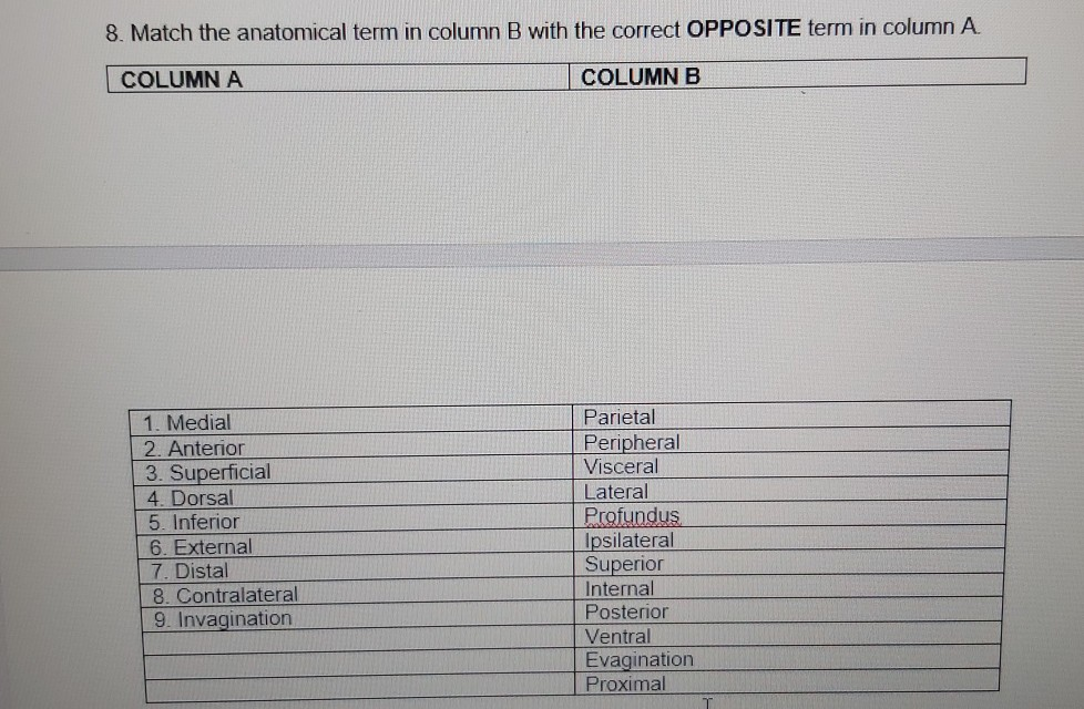 Solved 8. Match the anatomical term in column B with the | Chegg.com