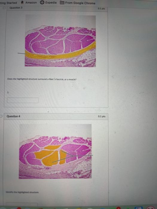 Solved Adjacent cells in this tissue are joined by | Chegg.com