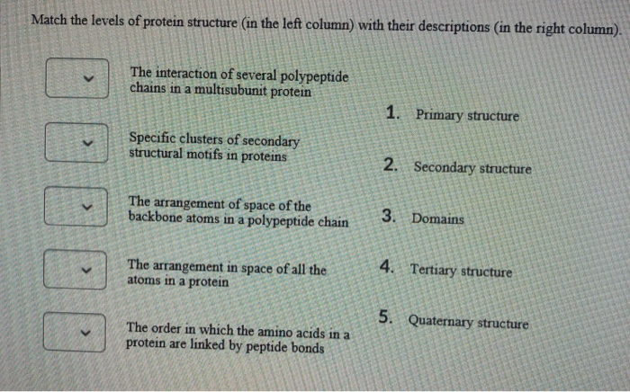 Solved Match the levels of protein structure in the left | Chegg.com