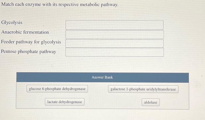 Solved Match each enzyme with its respective metabolic | Chegg.com