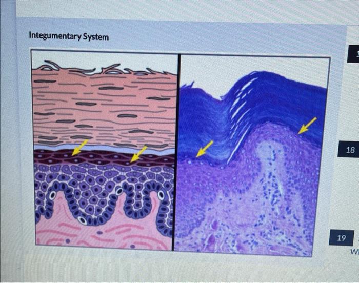 Solved Integumentary Svetam Name the indicated layer of the | Chegg.com