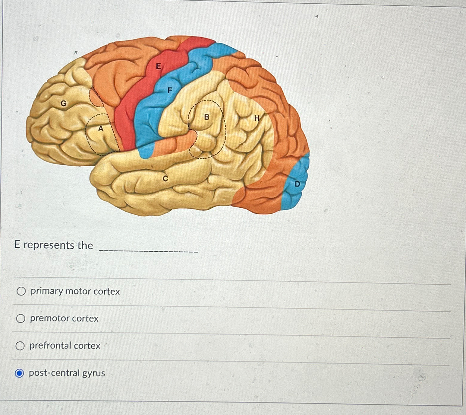 Solved E represents theq,primary motor cortexpremotor | Chegg.com
