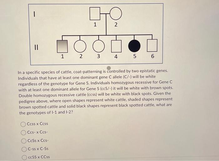 Solved In a specific species of cattle, coat-patterning is | Chegg.com