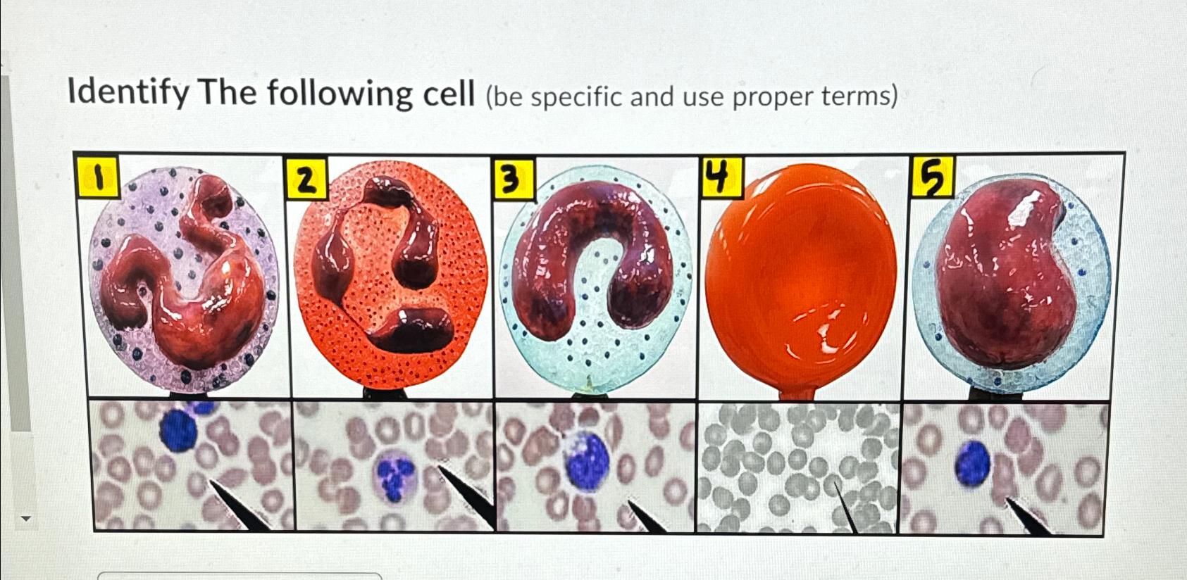 Solved Identify The following cell (be specific and use | Chegg.com
