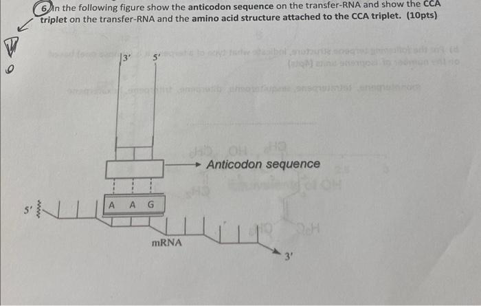 Solved 6 in the following figure show the anticodon sequence | Chegg.com