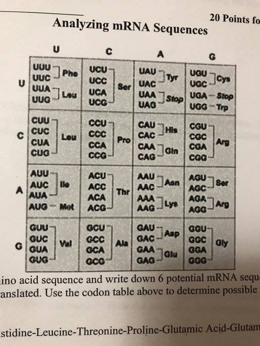 (b) Write 4 potential mRNA sequences for Amino Acid | Chegg.com