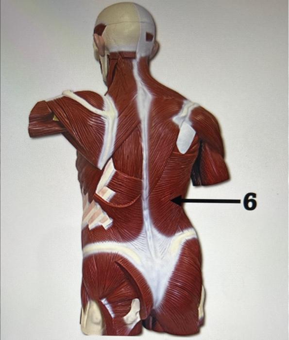 Solved A) What is the muscle the arrow is pointing to?B) | Chegg.com