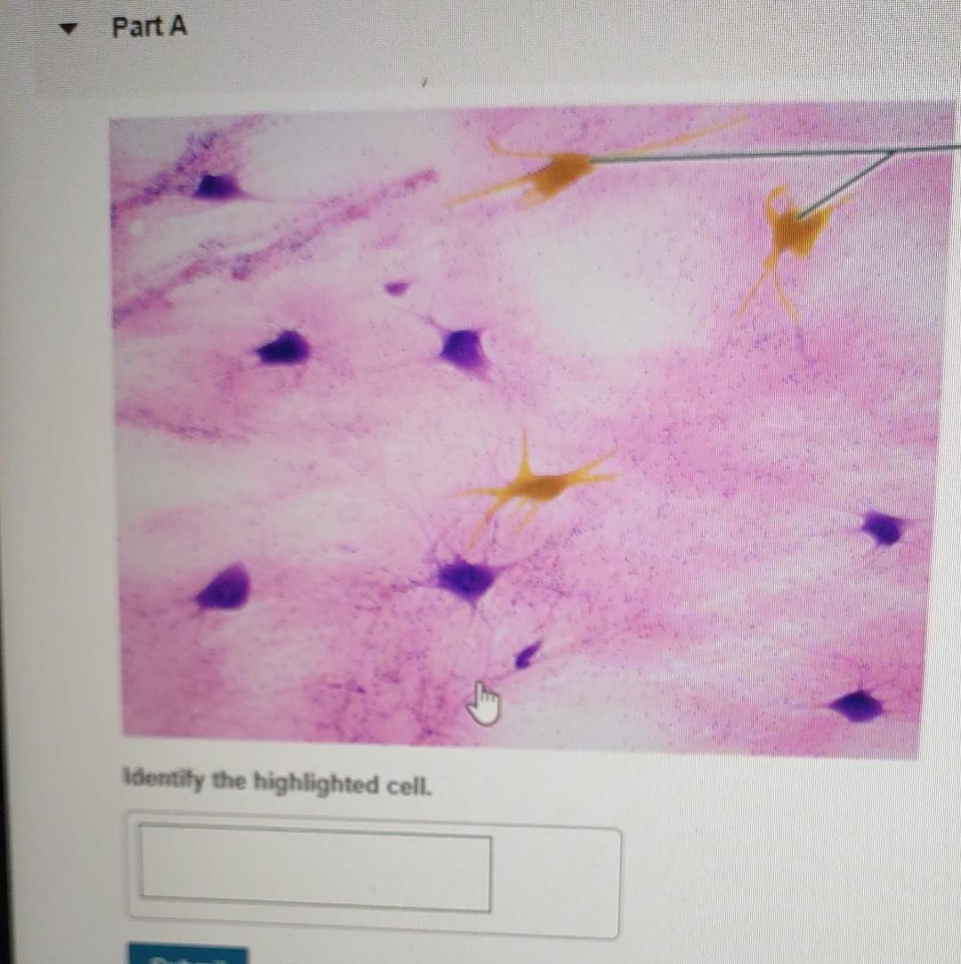Solved ldentify the highlighted cell. | Chegg.com Solved ldentify the highlighted cell. | Chegg.com