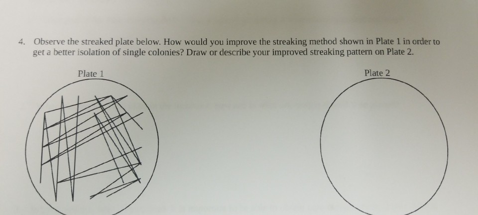 Solved 4. Observe the streaked plate below. How would you | Chegg.com