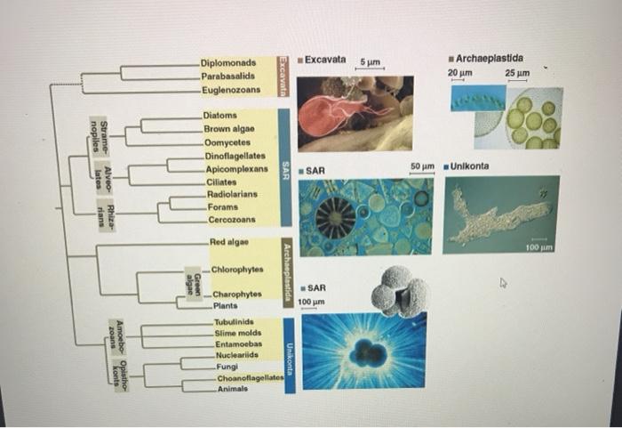 Solved 3. Illustrate a cladogram of all eukaryotes, | Chegg.com