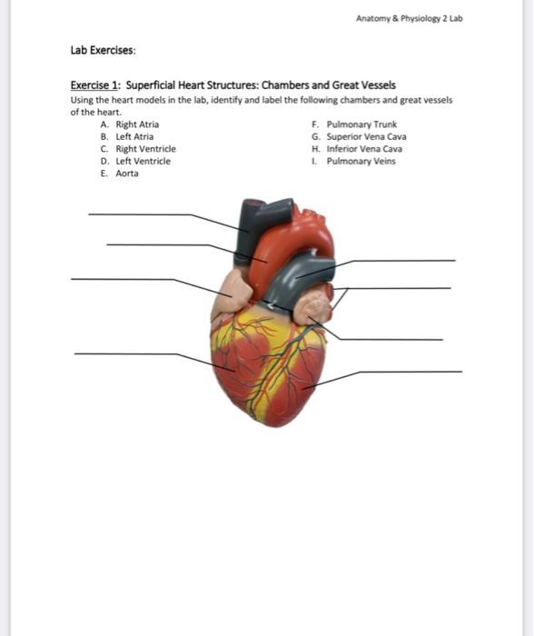Solved Anatomy & Physiology 2 Lab Lab Exercises: Exercise 1: | Chegg.com