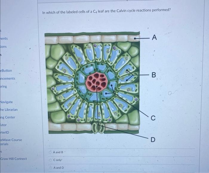 Solved In which of the labeled cells of a C4 leaf are the | Chegg.com