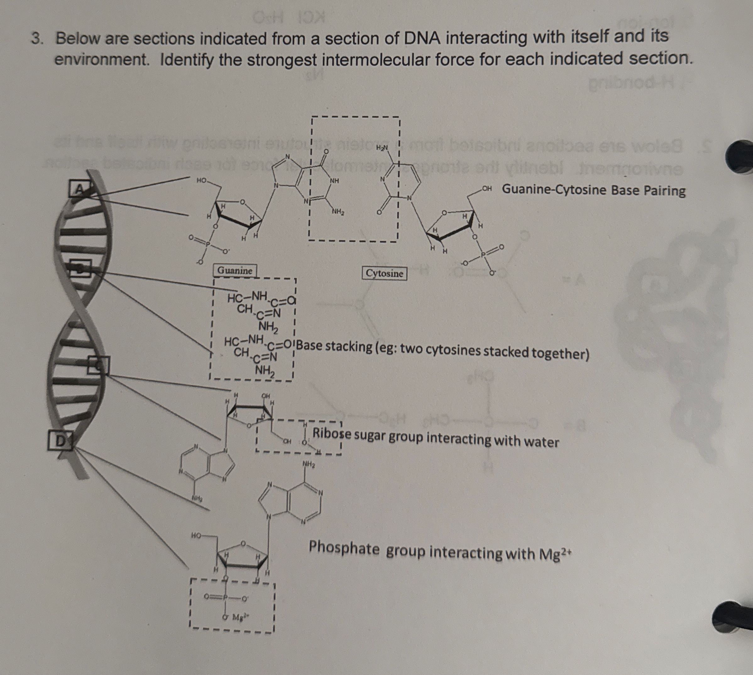 Below are sections indicated from a section of DNA | Chegg.com