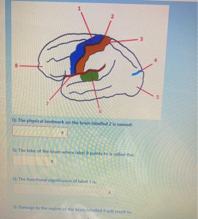 Solved 1 2. 3 00 5 7 6 Q: The physical landmark on the brain | Chegg.com
