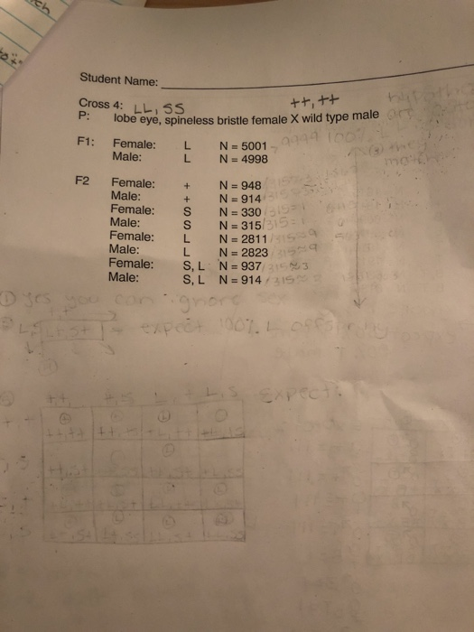 Solved Fly Lab 2A In the lab you performed the 4 crosses | Chegg.com