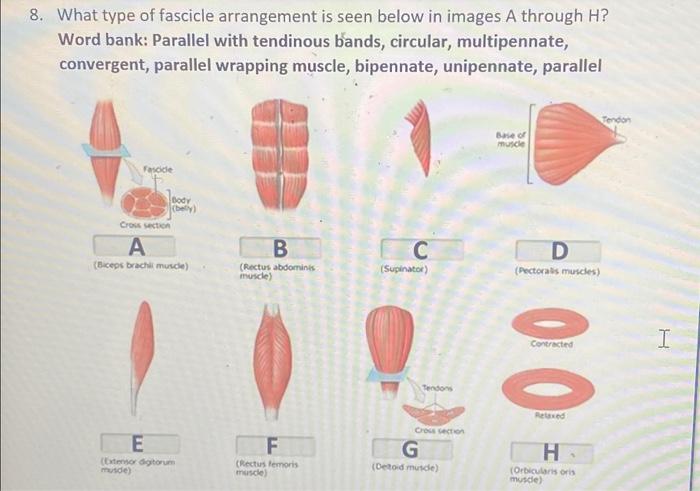 Solved 8. What type of fascicle arrangement is seen below in | Chegg.com