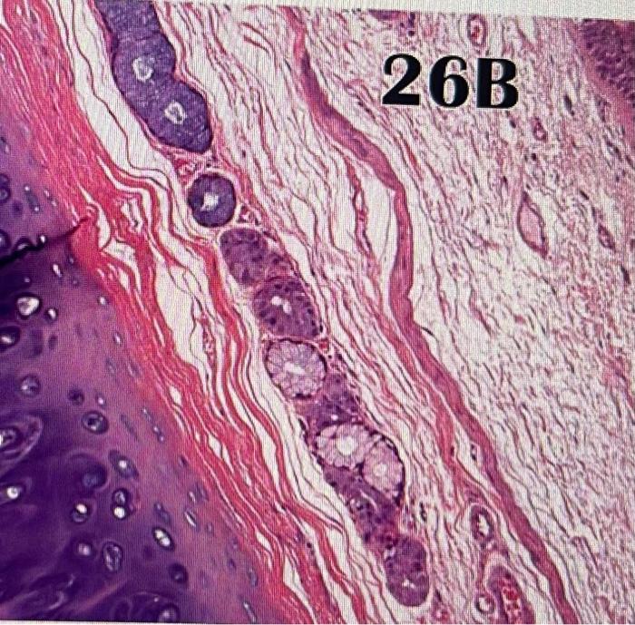 Part 2 : Labeling 16-32 . Identify the tissues shown | Chegg.com
