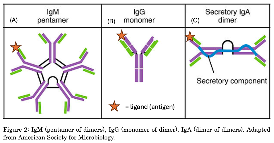 Solved Antibodies of the immunoglobulin M (IgM) ﻿class are | Chegg.com