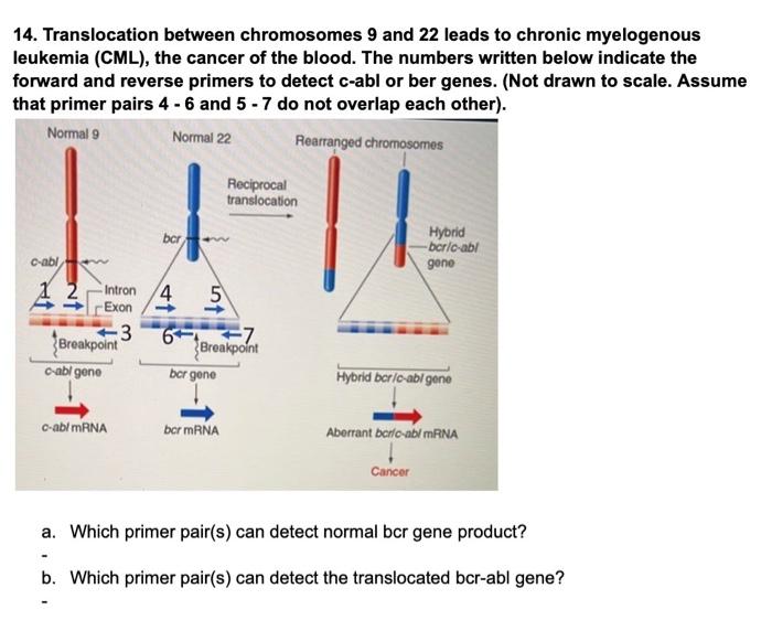Solved 14. Translocation between chromosomes 9 and 22 leads | Chegg.com
