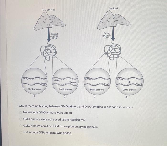 Solved Why is there no binding between GMO primers and DNA | Chegg.com