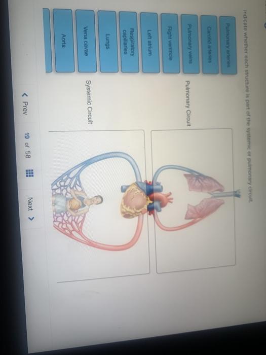 Solved Indicate whether each structure is part of the | Chegg.com