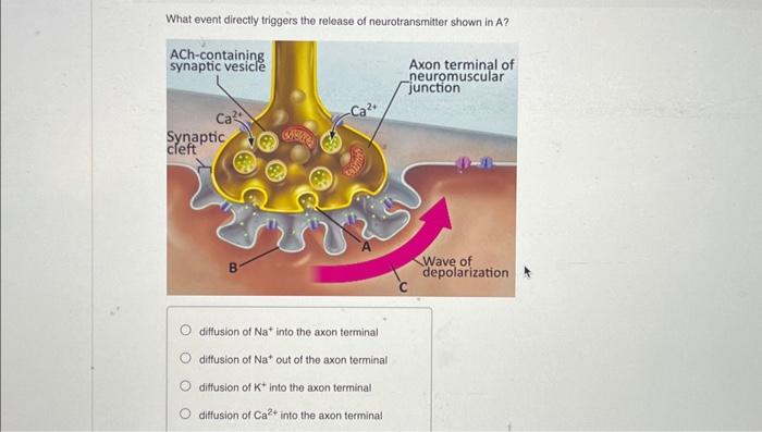 Solved What event directly triggers the release of | Chegg.com