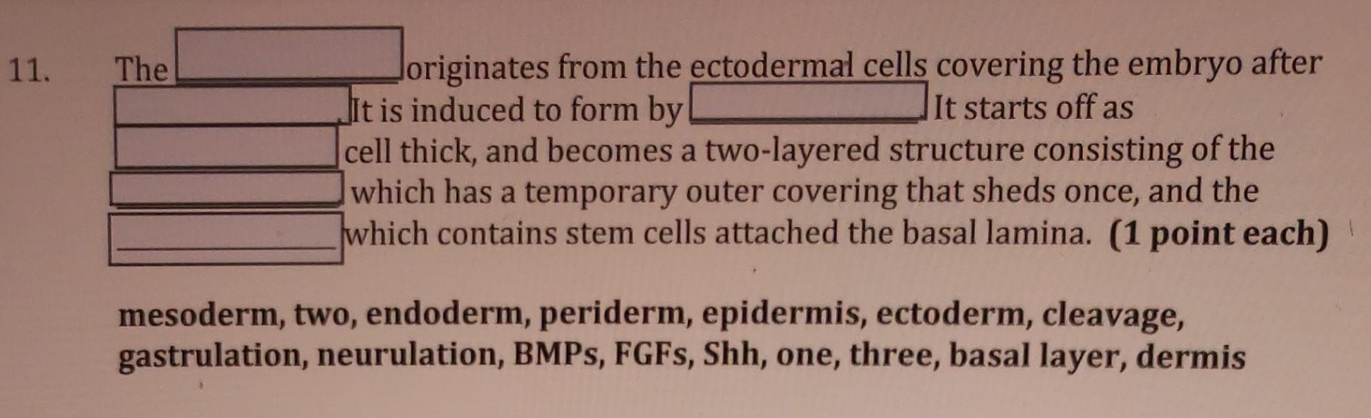 Solved 11. The originates from the ectodermal cells covering | Chegg.com