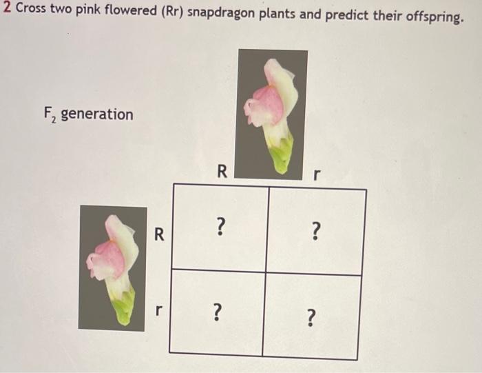 Solved 2. Refer to Lab Exercise 6, Cross 2. What would the | Chegg.com