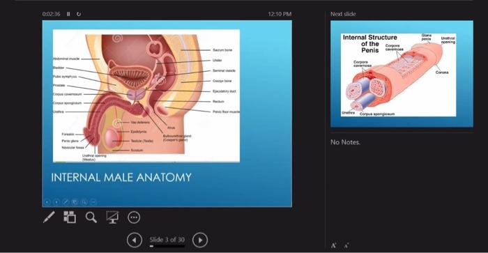 Solved External Sex Organs Internal Sex Organs Health