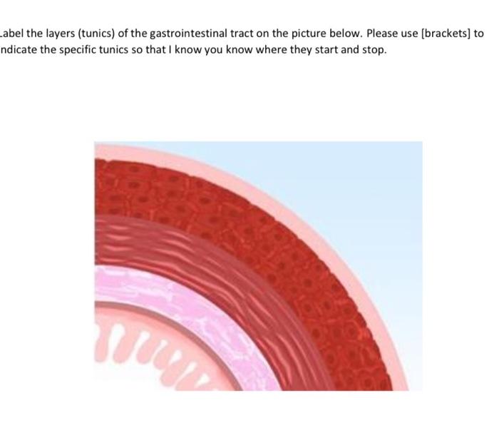 Solved abel the layers (tunics) of the gastrointestinal | Chegg.com