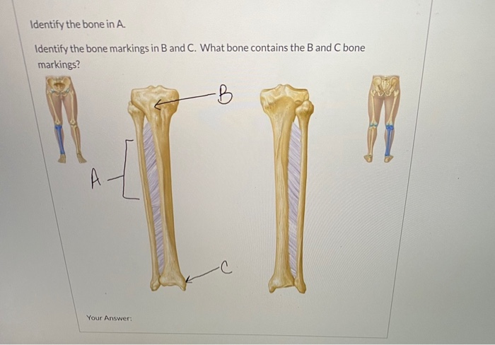 Solved Identify the bone in A. Identify the bone markings in | Chegg.com