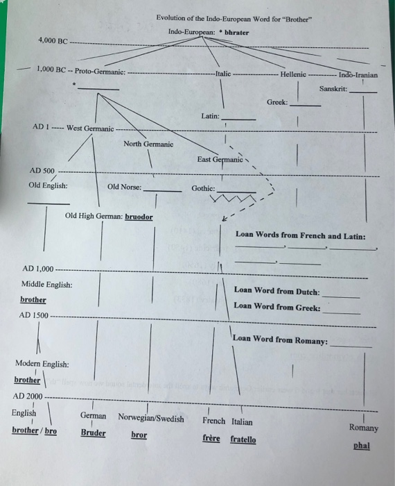 Evolution of the Indo-European Word for "Brother" | Chegg.com
