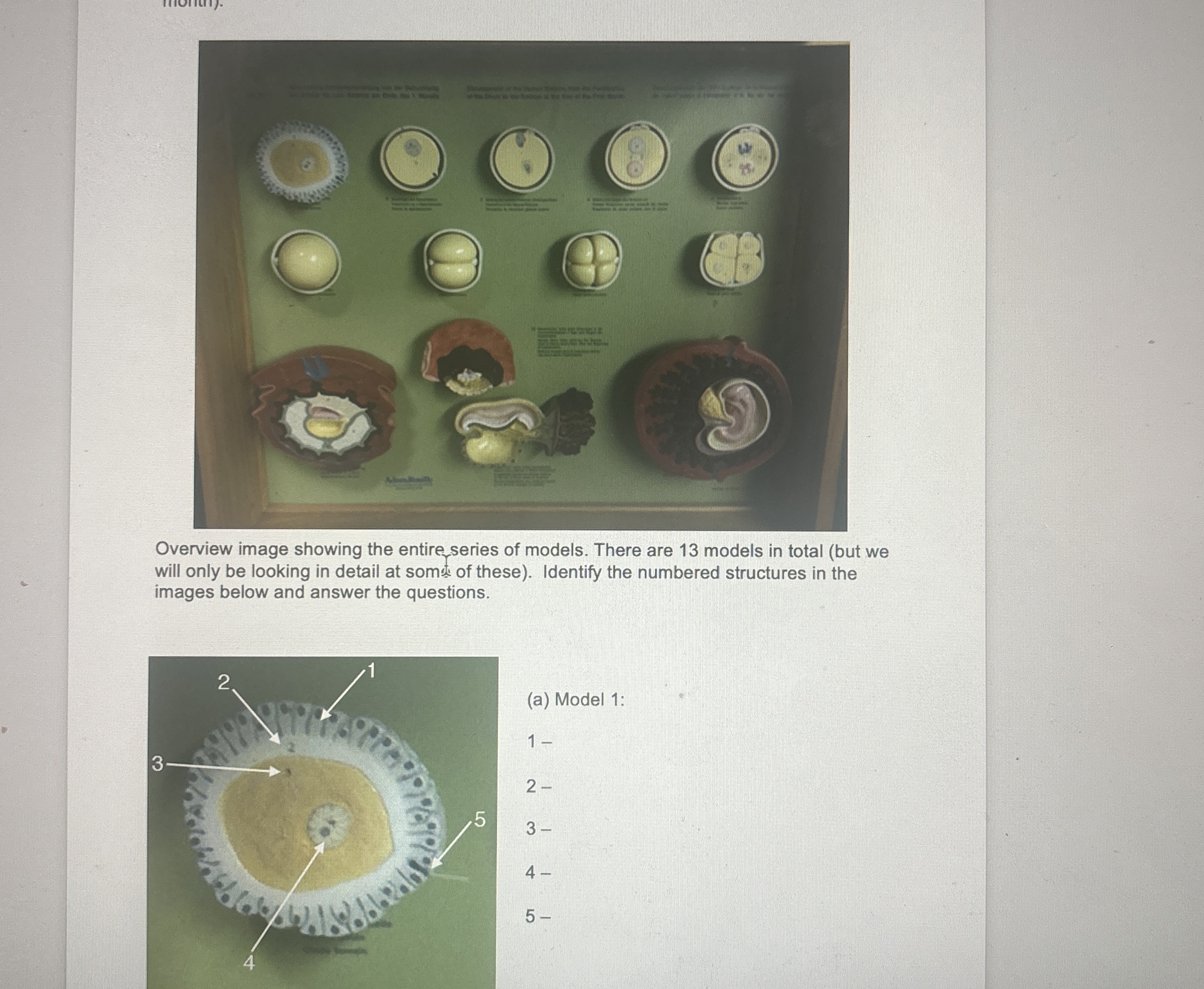 Solved Overview image showing the entires series of models. | Chegg.com