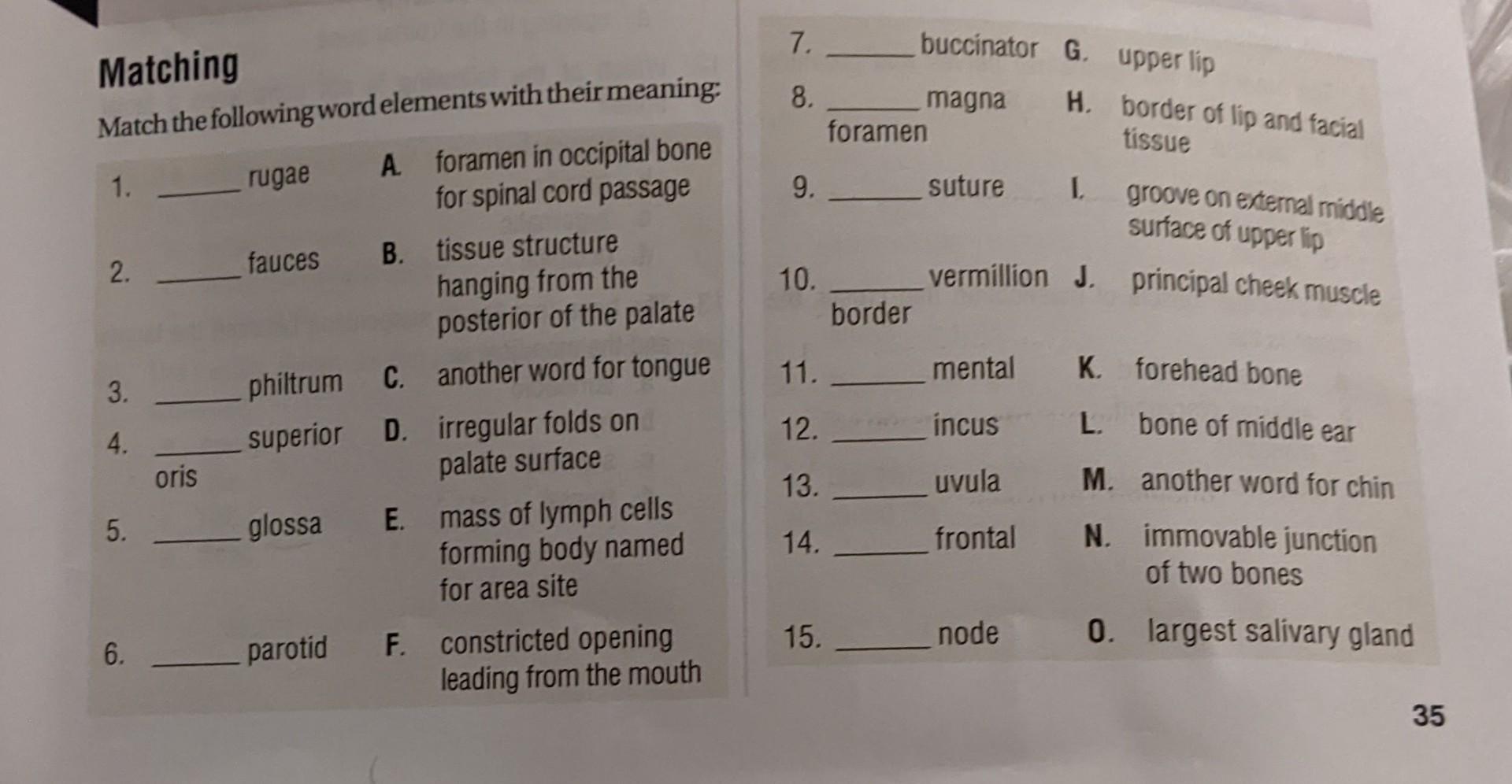 Matching 7. buccinator G. upper lip Match the | Chegg.com