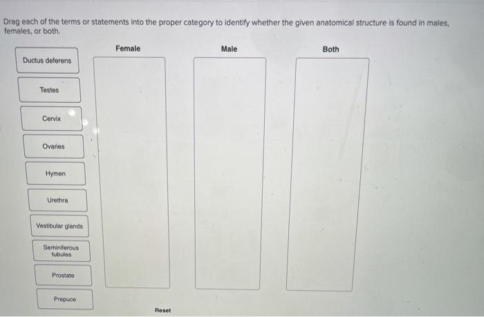 Solved Drag each of the terms or statements into the proper | Chegg.com