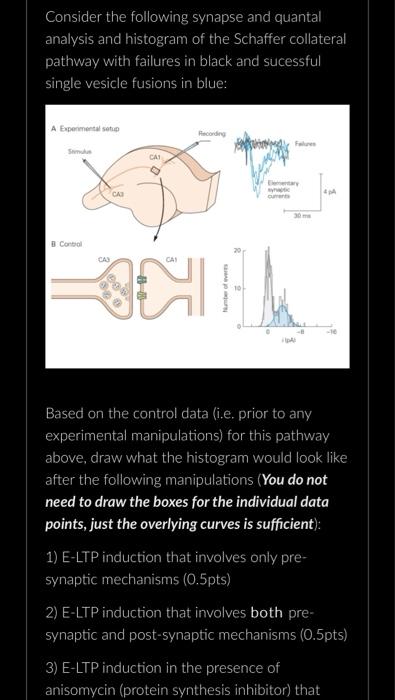 Solved Consider the following synapse and quantal analysis | Chegg.com