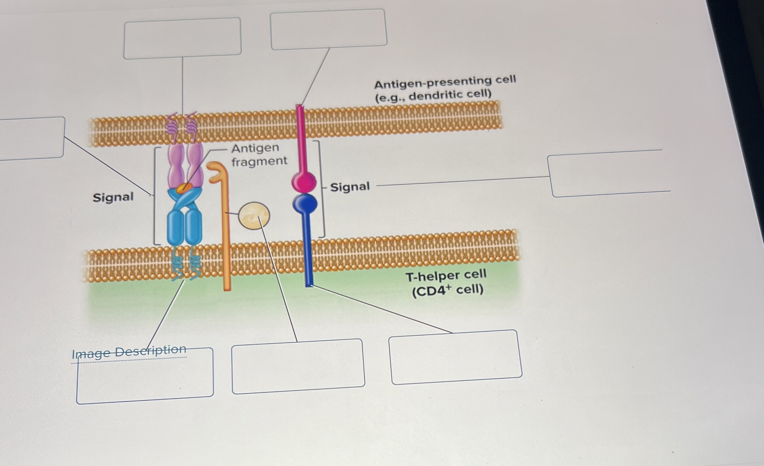 [Solved]: Label the diagram showing the interactions that oc