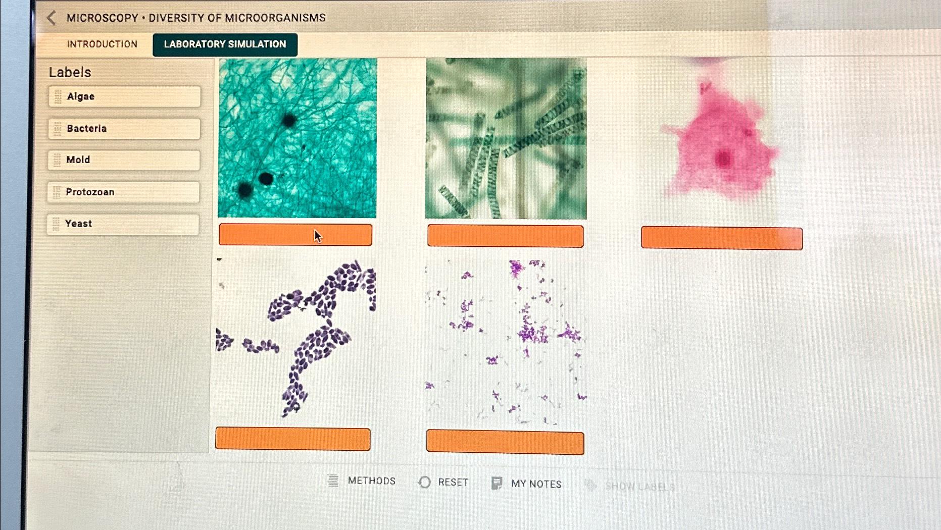 Solved MICROSCOPY * ﻿DIVERSITY OF | Chegg.com