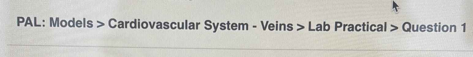 Solved PAL: Models > ﻿Cardiovascular System - ﻿Veins > ﻿Lab | Chegg.com