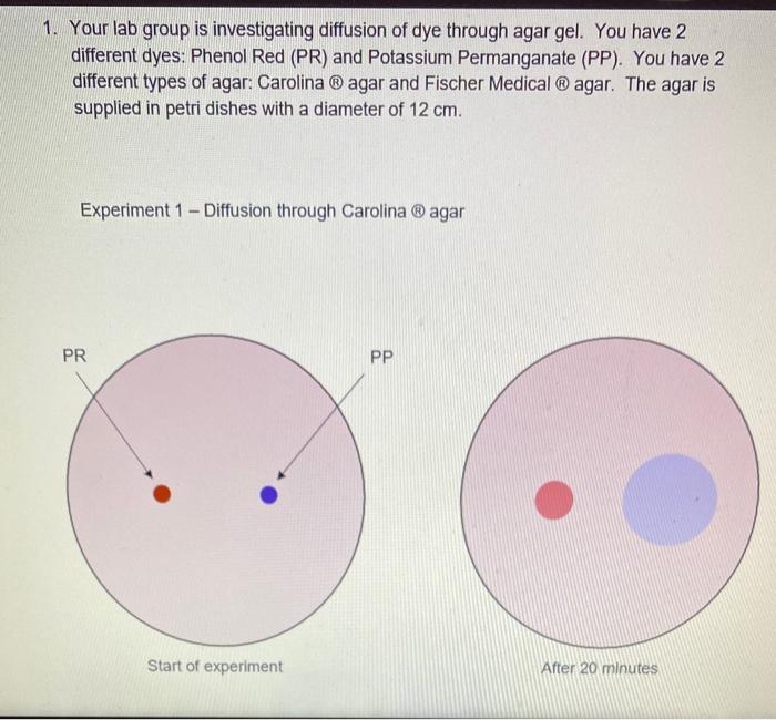 1. Your lab group is investigating diffusion of dye | Chegg.com