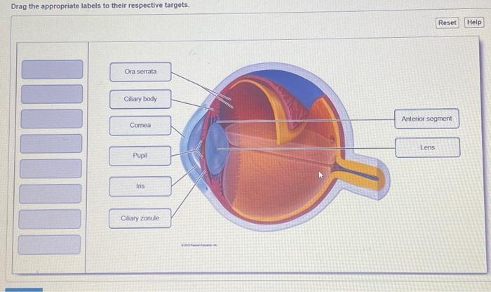Solved Drag the appropriate labels to their respective | Chegg.com